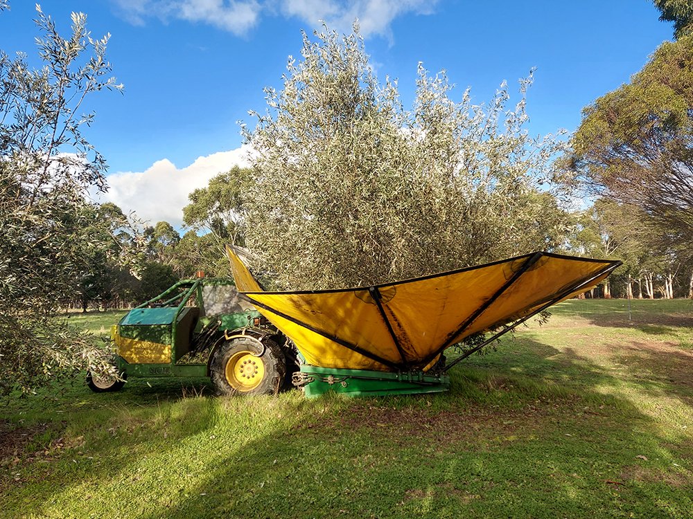 Olive Harvest back then - Forest Edge Farm Extra Virgin Olive Oil Grove